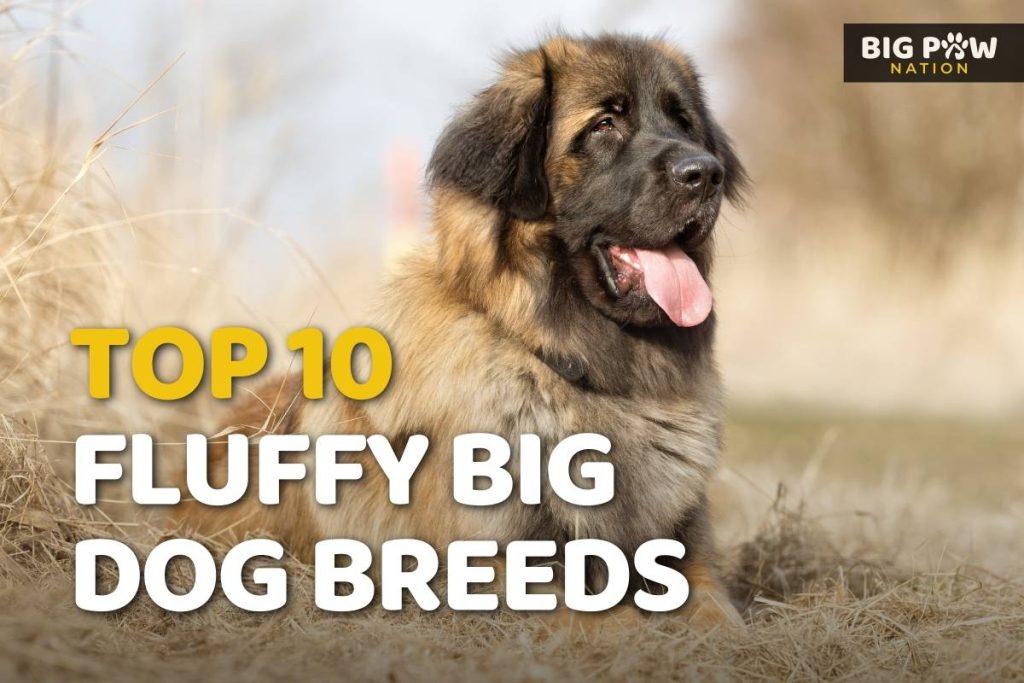 Top 10 Big Fluffy Dog Breeds You’ll Fall in Love With - BigPawNation