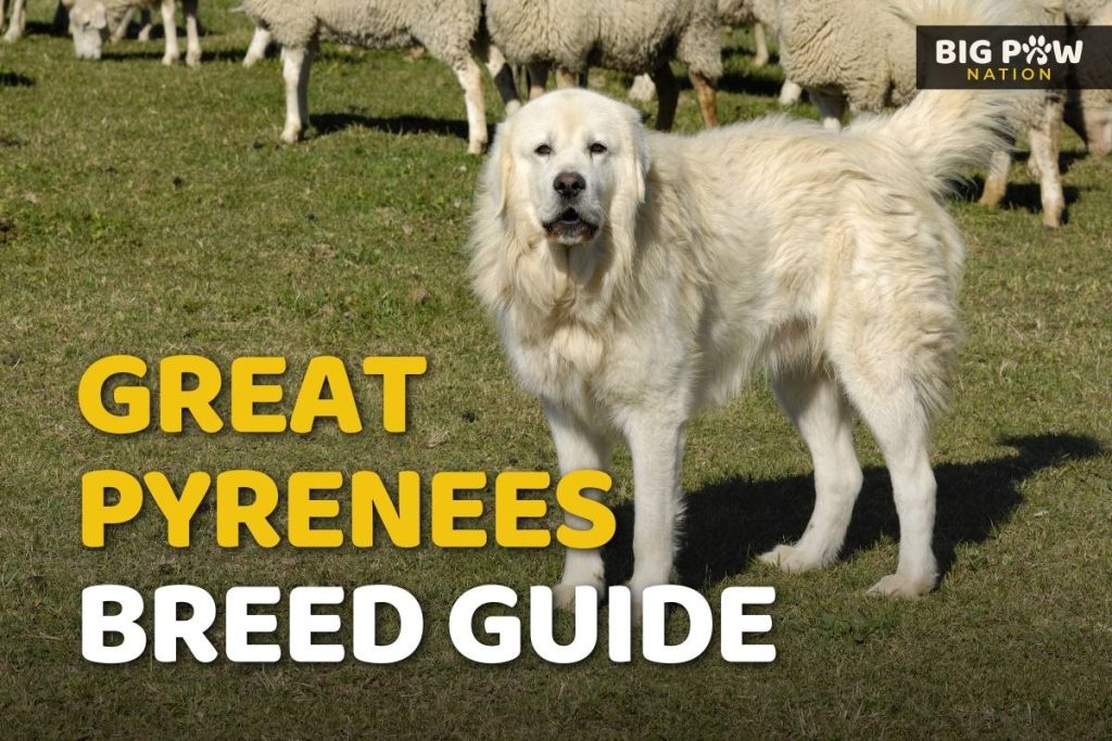The Great Pyrenees Dog: A Complete Breed Guide - BigPawNation