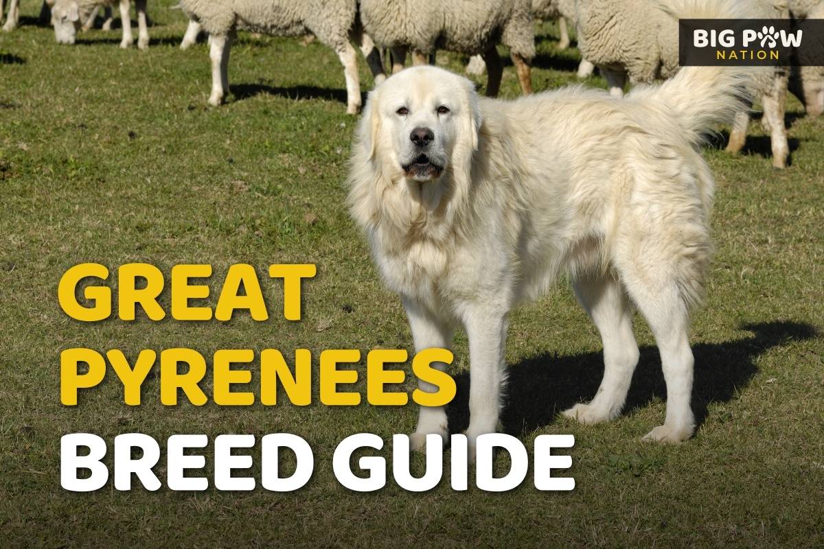 The Great Pyrenees Dog: A Complete Breed Guide - BigPawNation