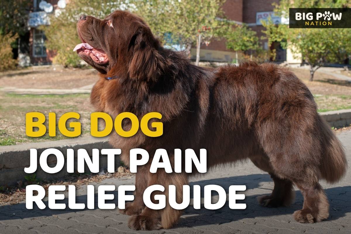 Big Dog Joint & Hip Pain: How to Best Manage & Relieve It - BigPawNation