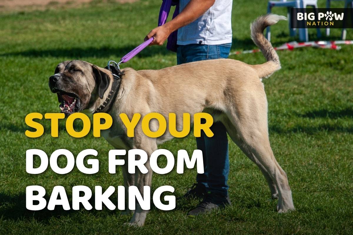 How to Stop a Dog From Barking: Proven Training Tips That Work ...