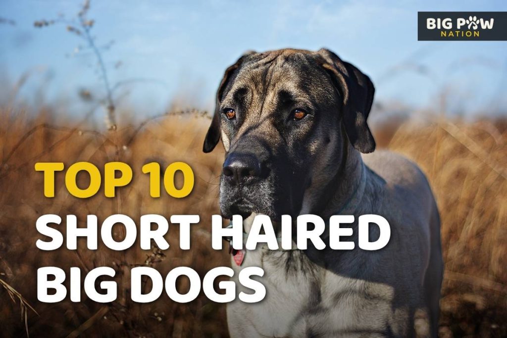 10 Big Short Haired Dog Breeds – More Muscle, Less Mess - BigPawNation
